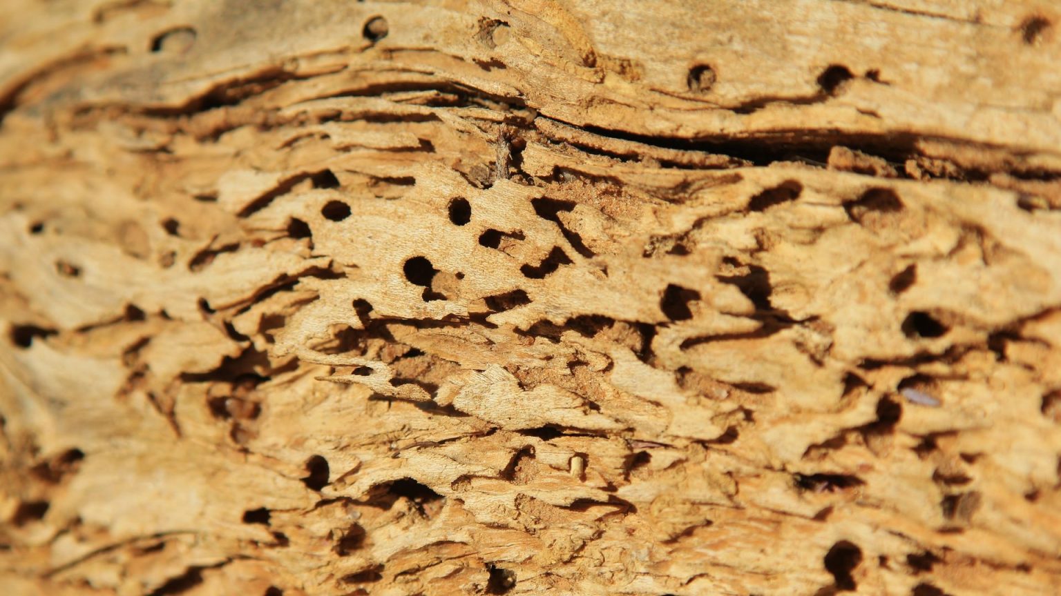 Are Termites Active in Winter? Identifying Termite Damage in Missouri ...